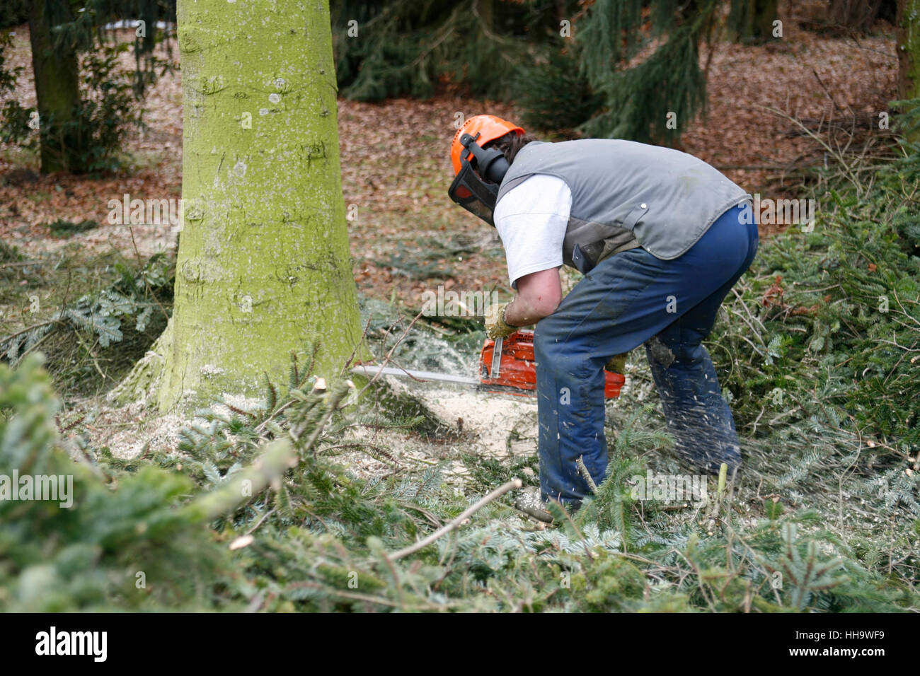 wood, drop, woodworking, tear down, lumberjack, trunk, tree, wood ...