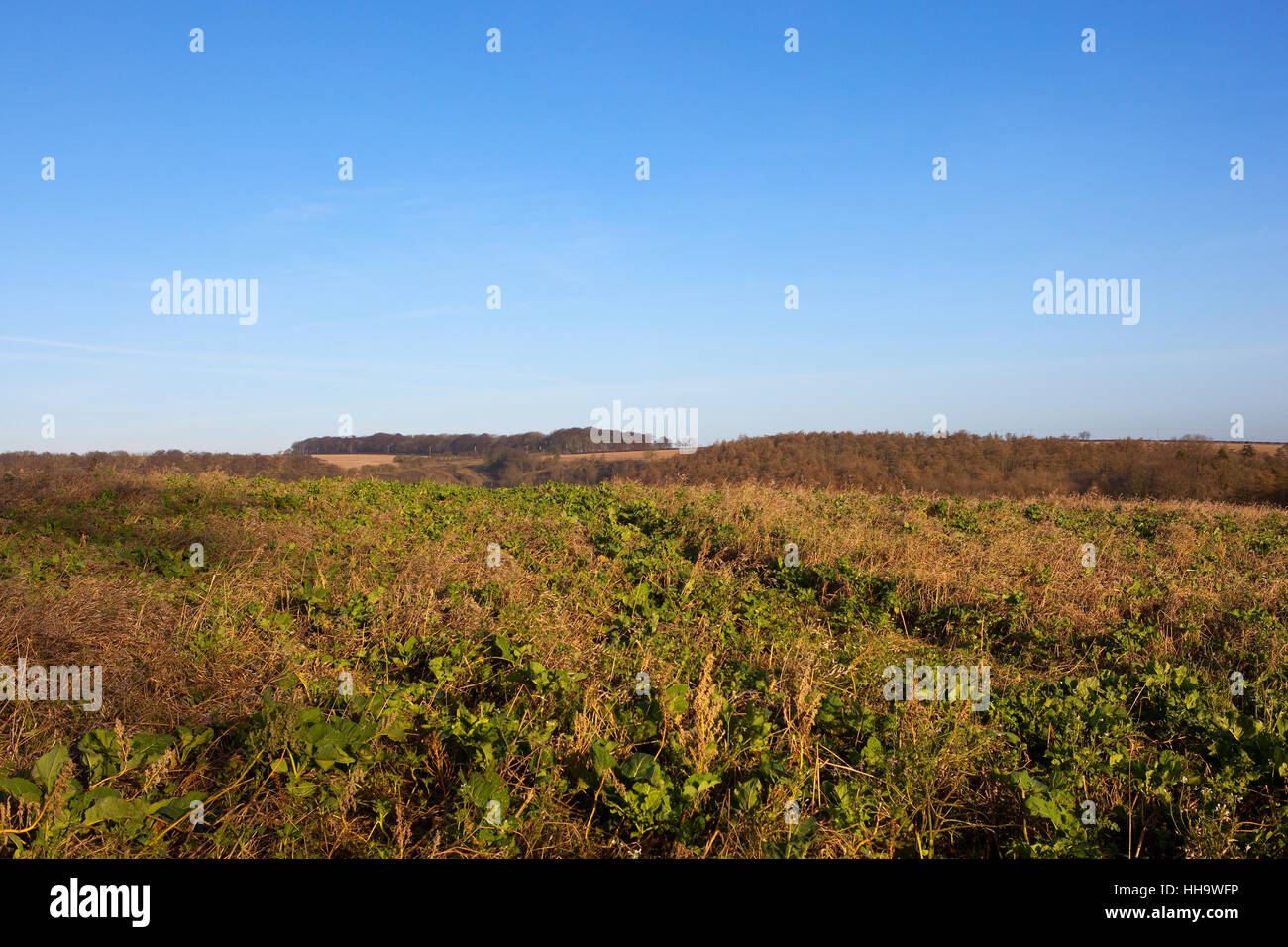 English landscape with game bird cover and woodlands in the scenic ...