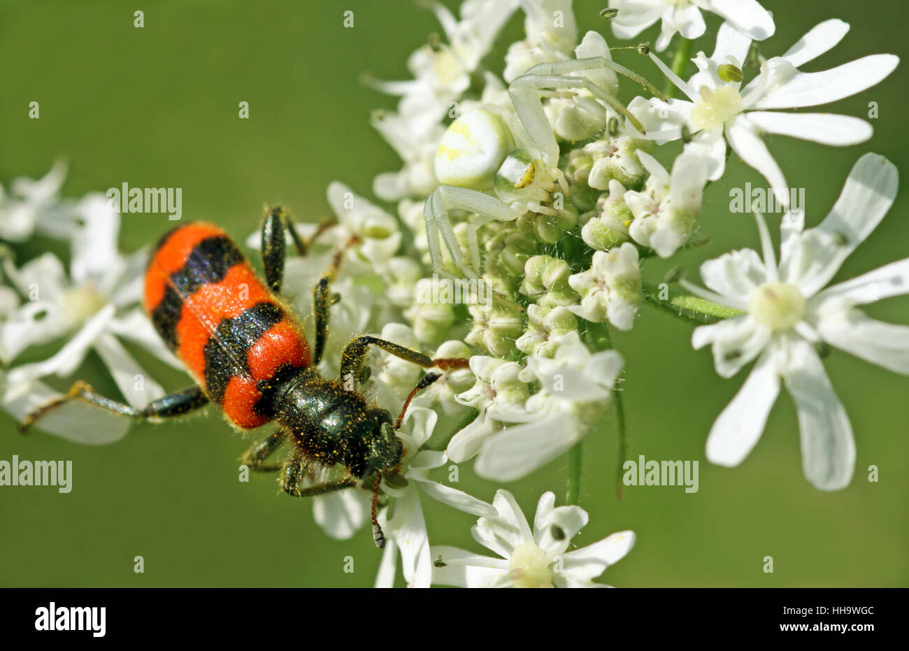 striking and unobtrusive Stock Photo - Alamy