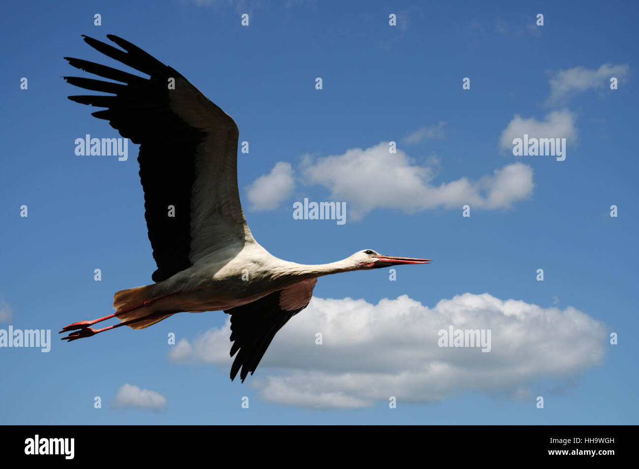 bird, conservation of nature, birds, stork, cub, baby, fly, flies, flys ...