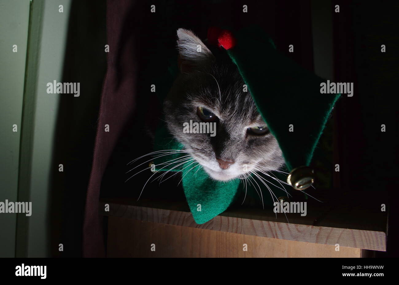 Santa's little helper hi-res stock photography and images - Alamy