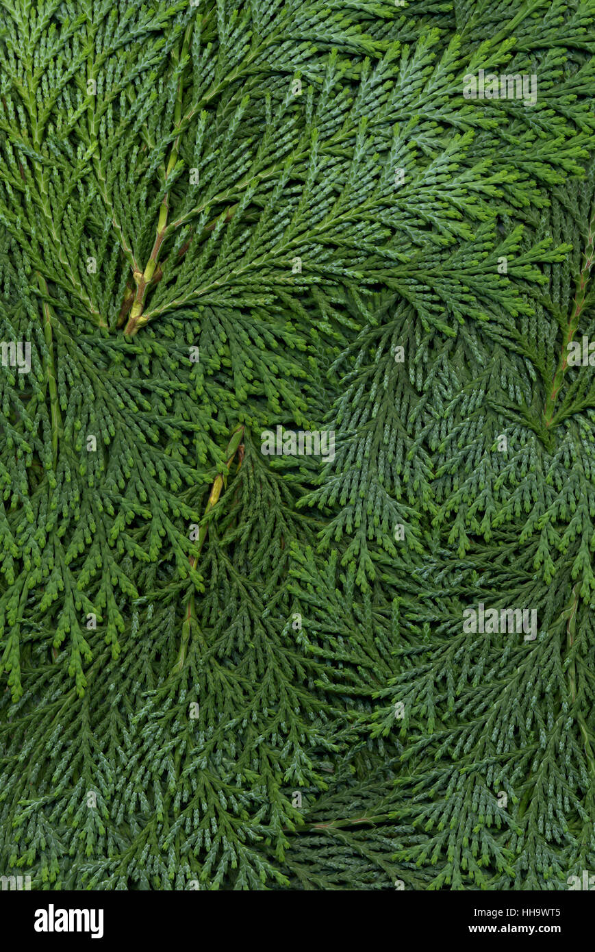 burial, arbor-vitae, conifer, backdrop, background, grave, christmas ...