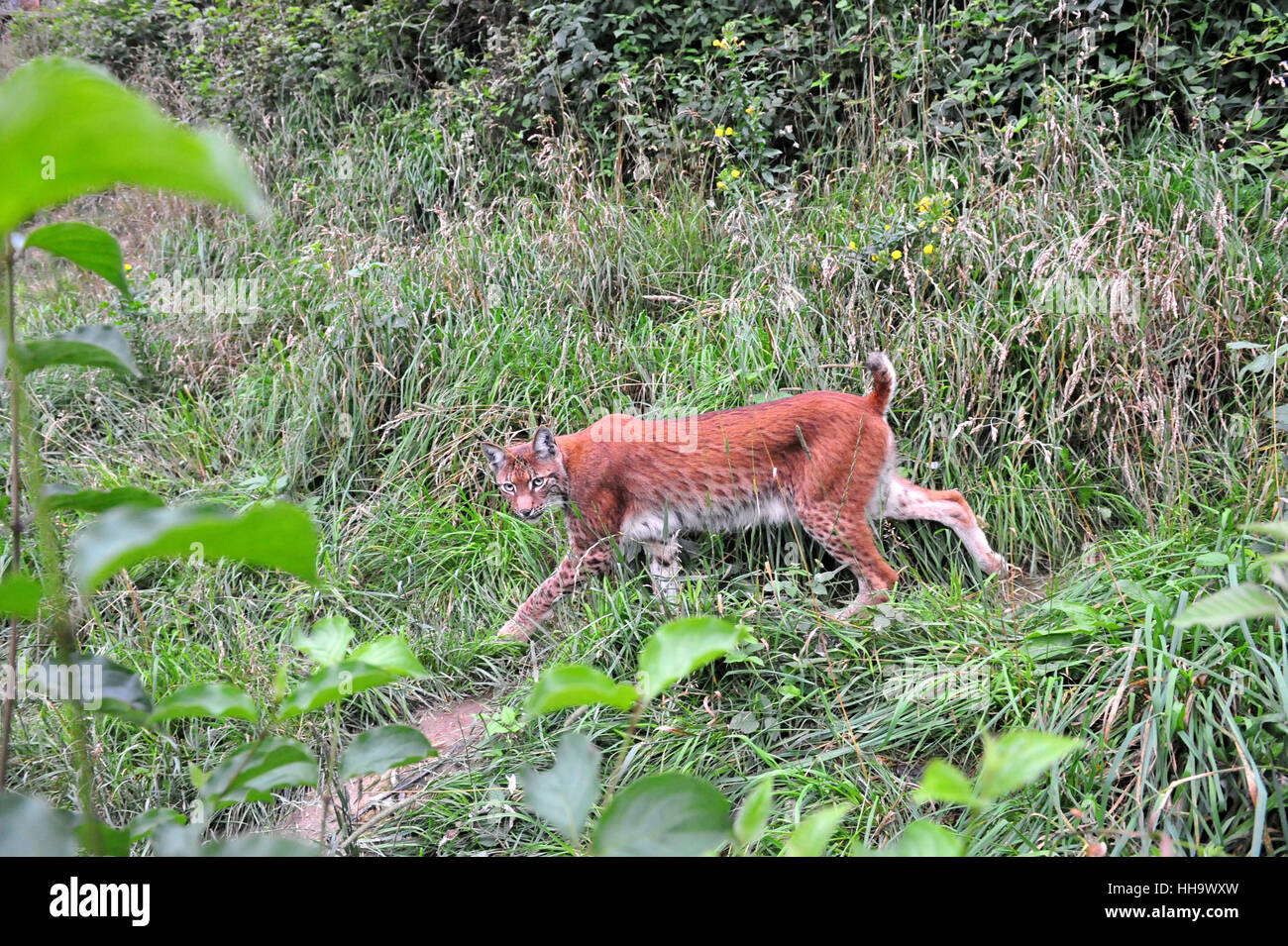 danger, brown, brownish, brunette, predator, natural preserve, wild ...