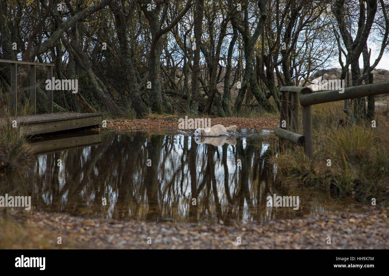happy pet golden retriever dog playing in large puddle in wooded area ...