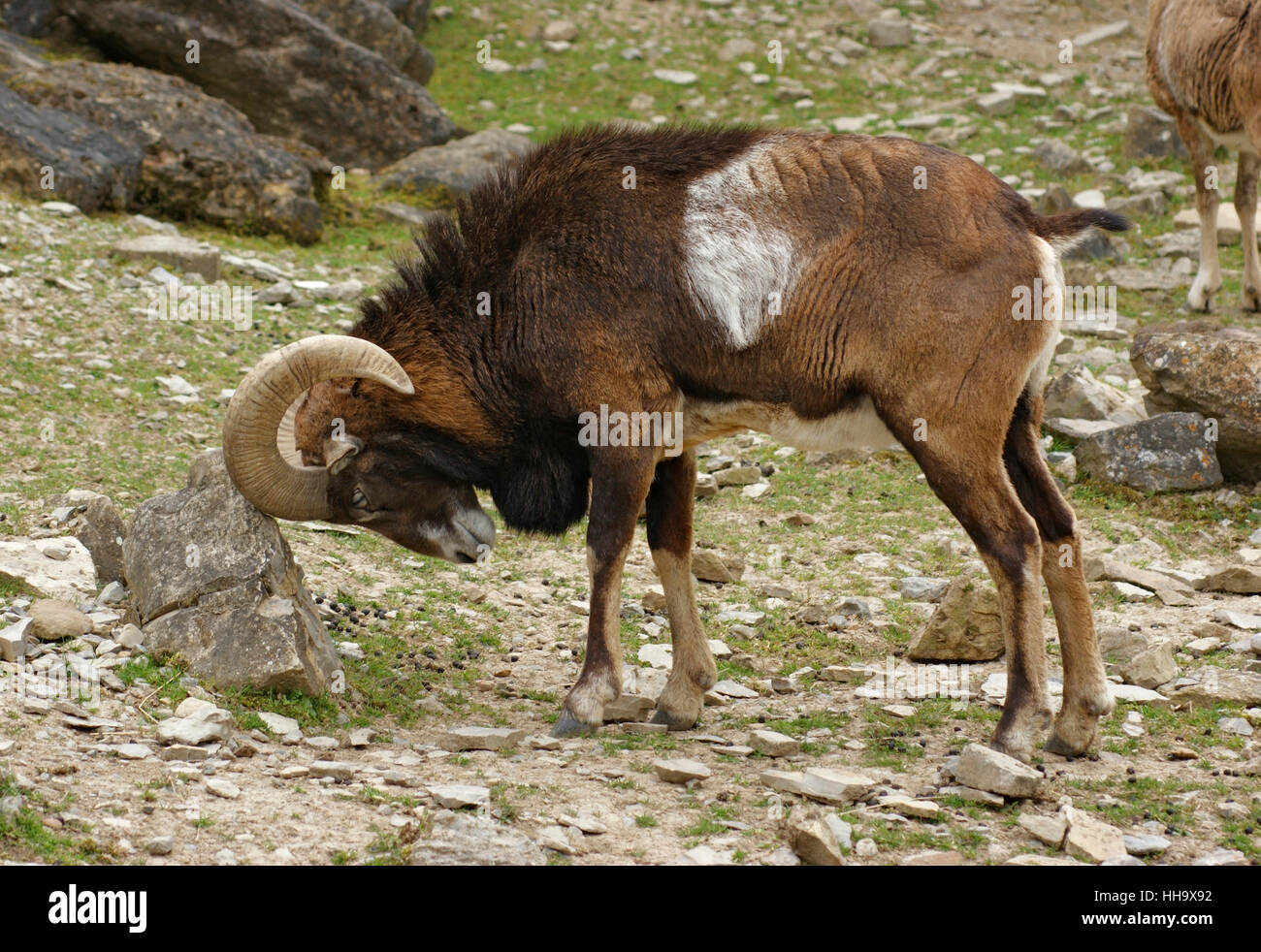 stone, sheep, stone, animal, mammal, brown, brownish, brunette, fur ...