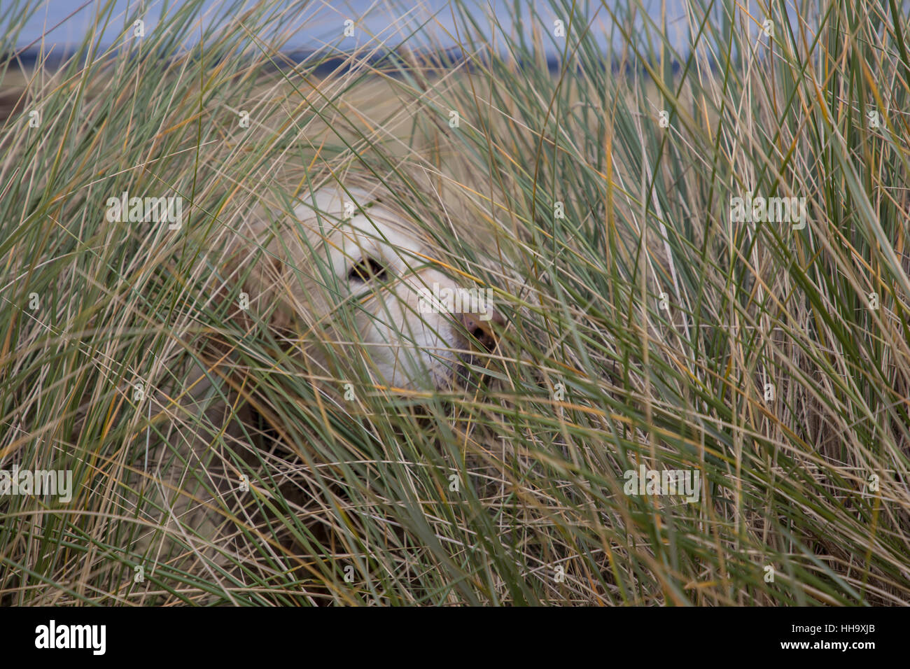 Hide seek dog hi-res stock photography and images - Alamy
