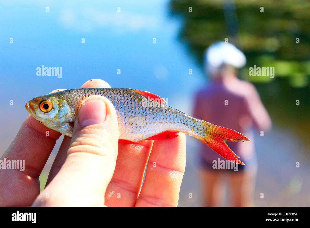 rudd caught in hand and fisherman at the river in the background Stock ...