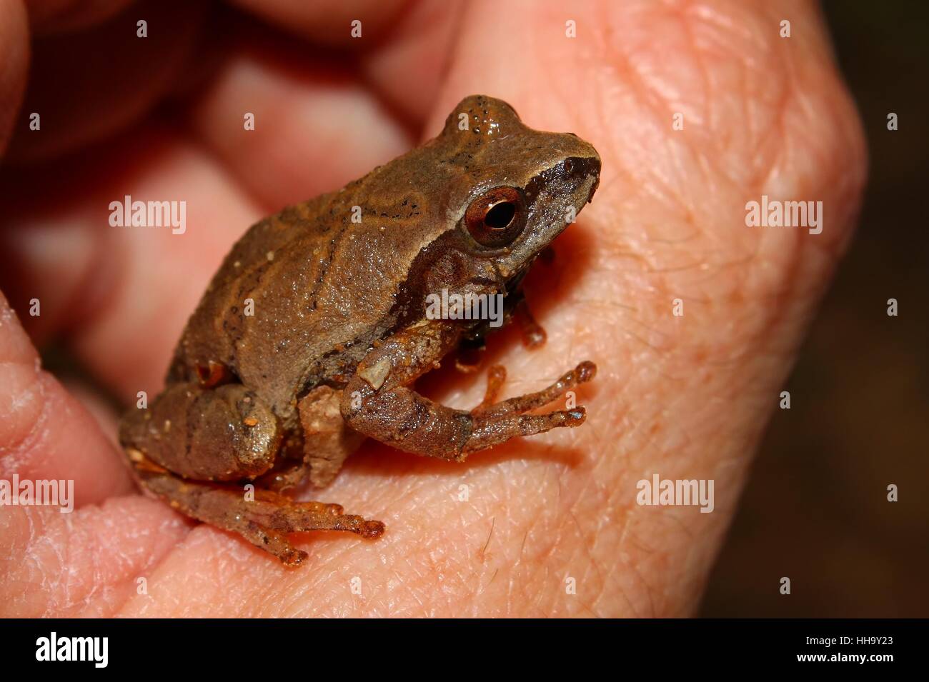 A Spring Peeper (Pseudacris crucifer) at Monte Sano State Park ...