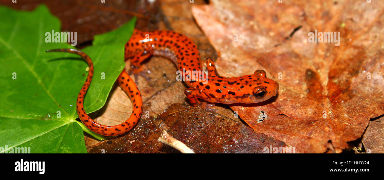 amphibian, cave, salamander, leaf, macro, close-up, macro admission ...