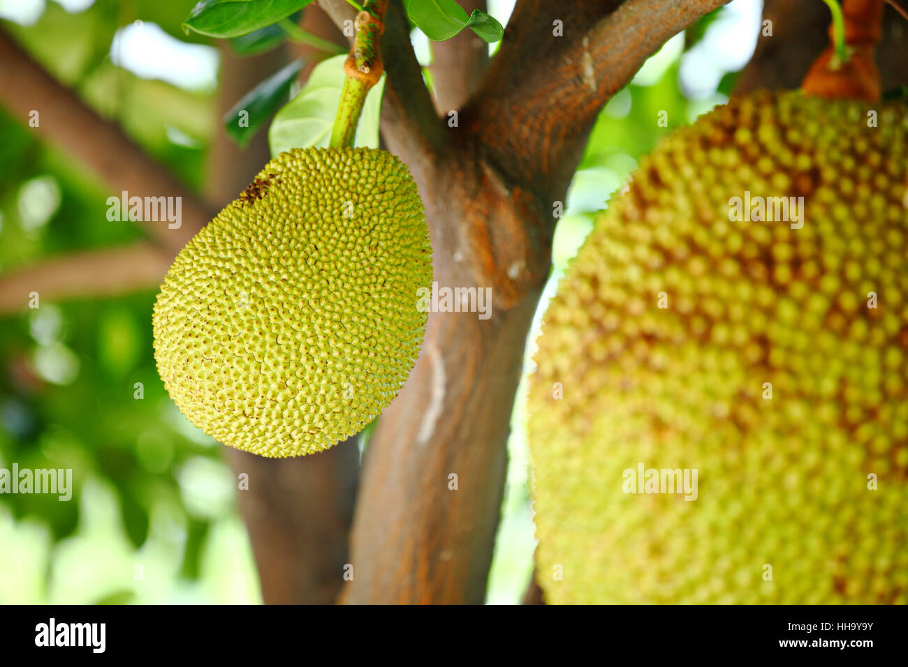 big, large, enormous, extreme, powerful, imposing, immense, relevant ...