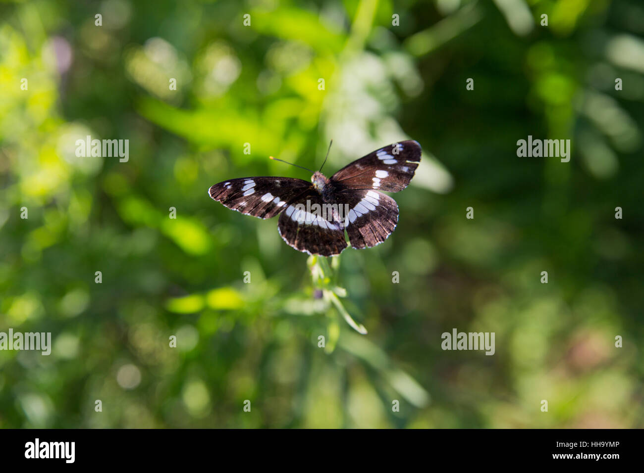 Light through butterfly wings hi-res stock photography and images - Alamy