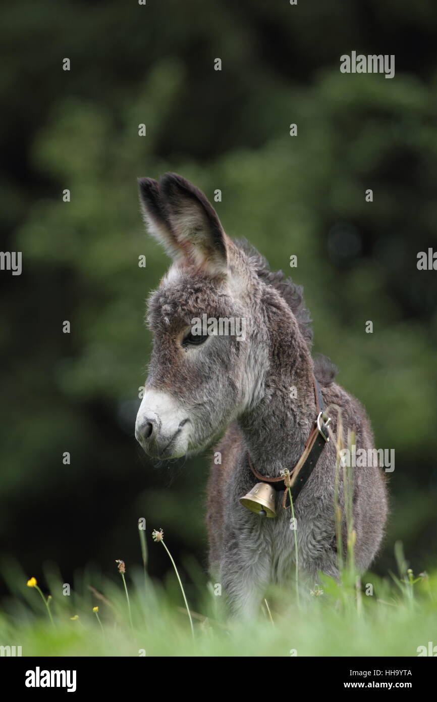 Little donkey hi-res stock photography and images - Alamy