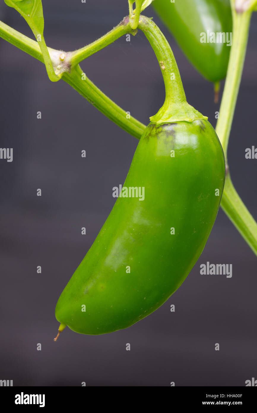Xalapa chilli hi-res stock photography and images - Alamy