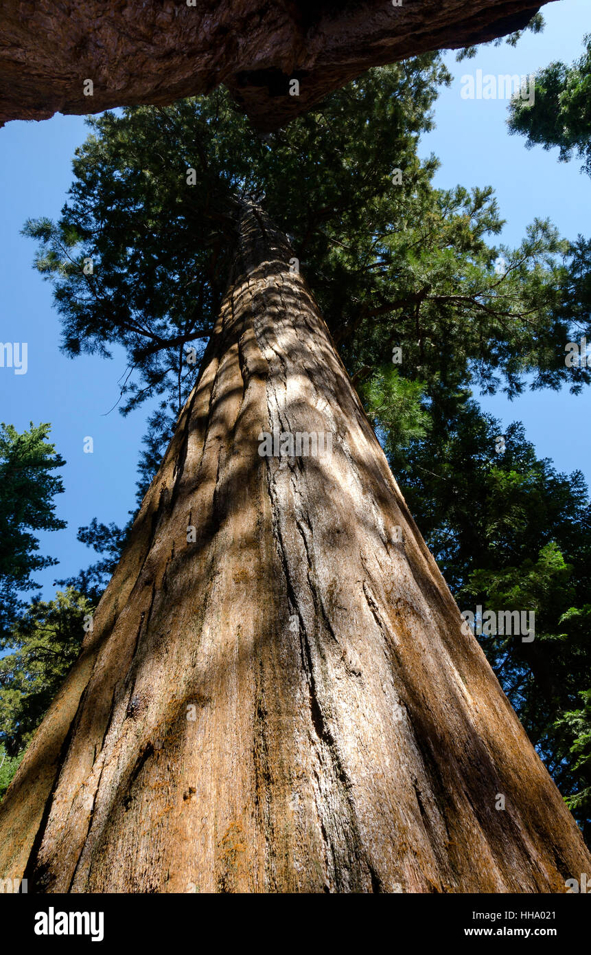 national park, sequoia, nature, tree, national park, tourism, summer ...