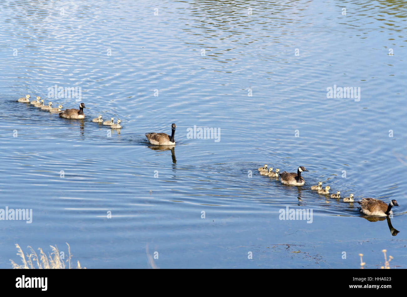 environment, enviroment, america, duck, duckling, water, environment ...