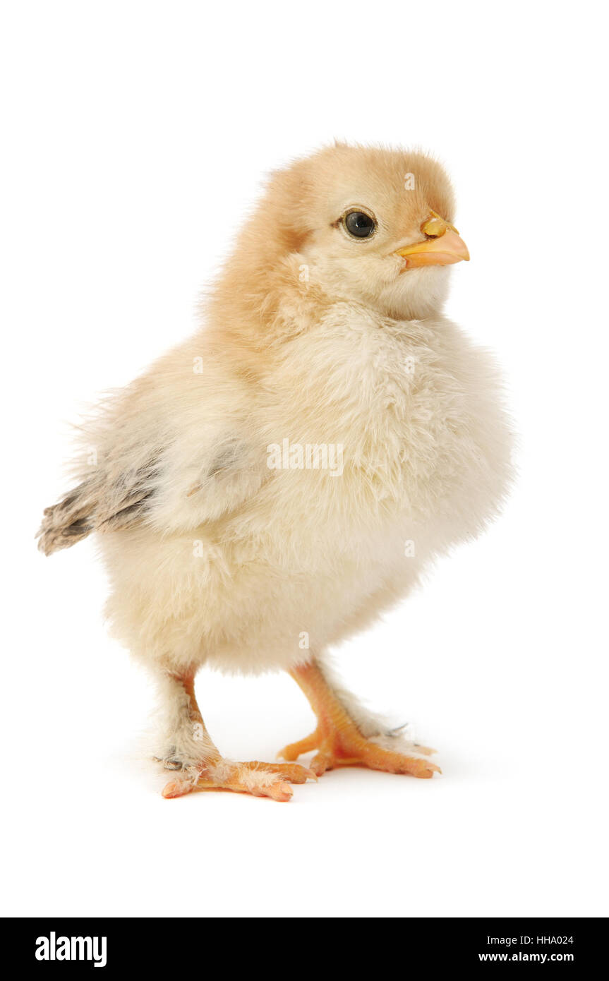 Cute Fluffy Chickens