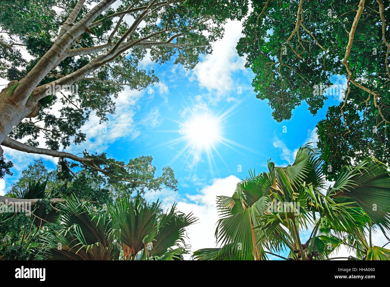 Palm branches in sunlight hi-res stock photography and images - Alamy
