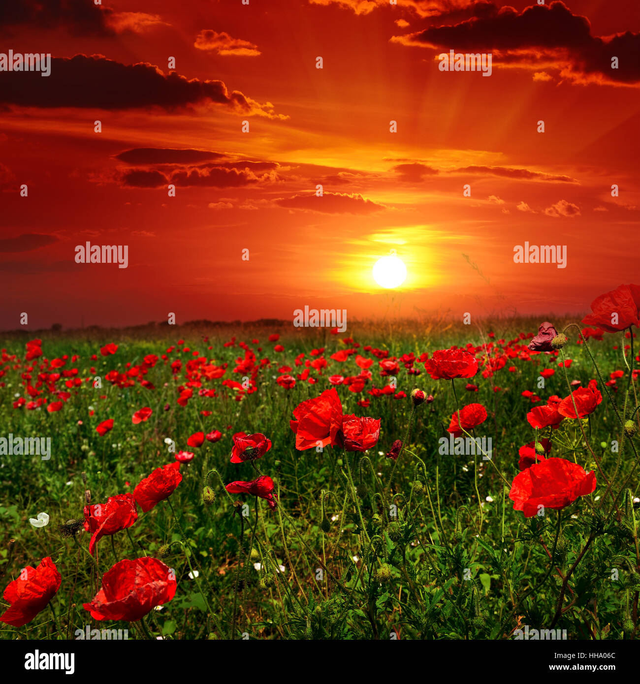 Red poppy field sunset hi-res stock photography and images - Alamy