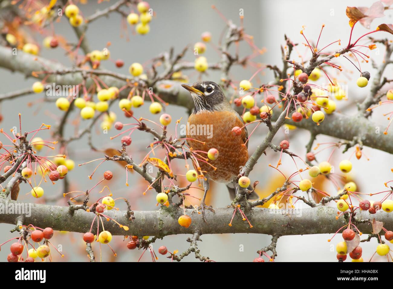 American robin in berry tree Stock Photo - Alamy