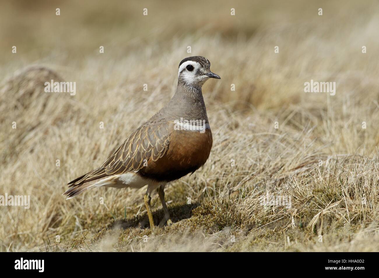 Female dotterel on turf Stock Photo - Alamy
