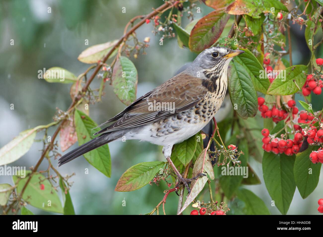 Snow on cotoneaster berries hi-res stock photography and images - Alamy