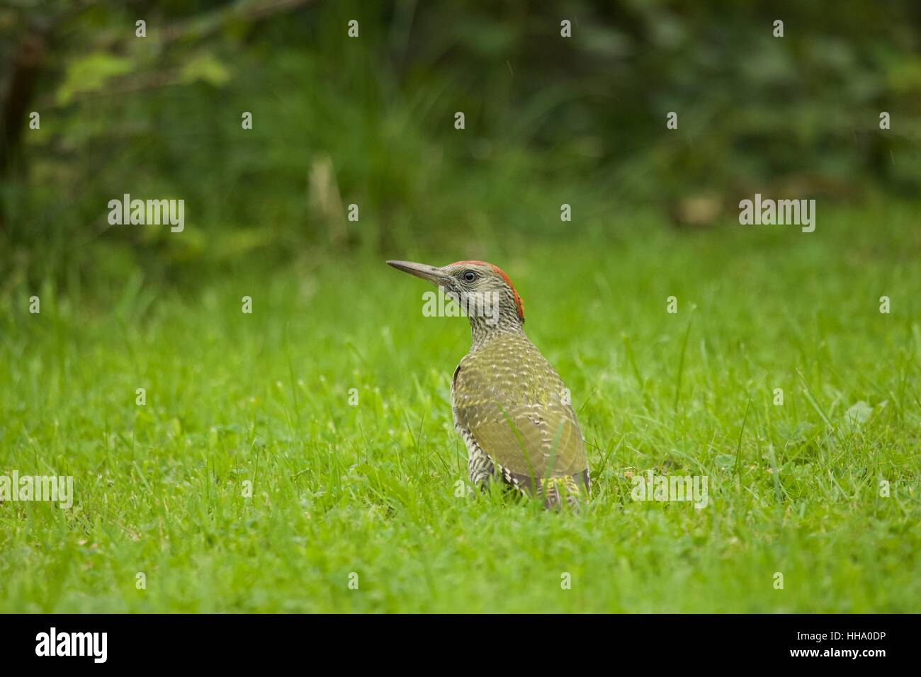 Ant bird hi-res stock photography and images - Alamy