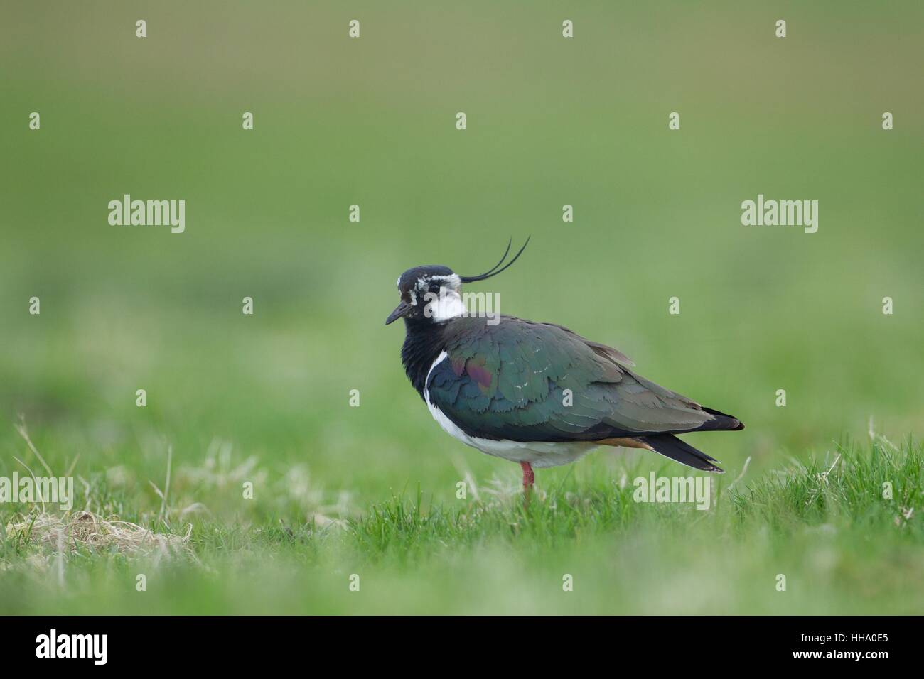 Lapwing peewit bird hi-res stock photography and images - Alamy