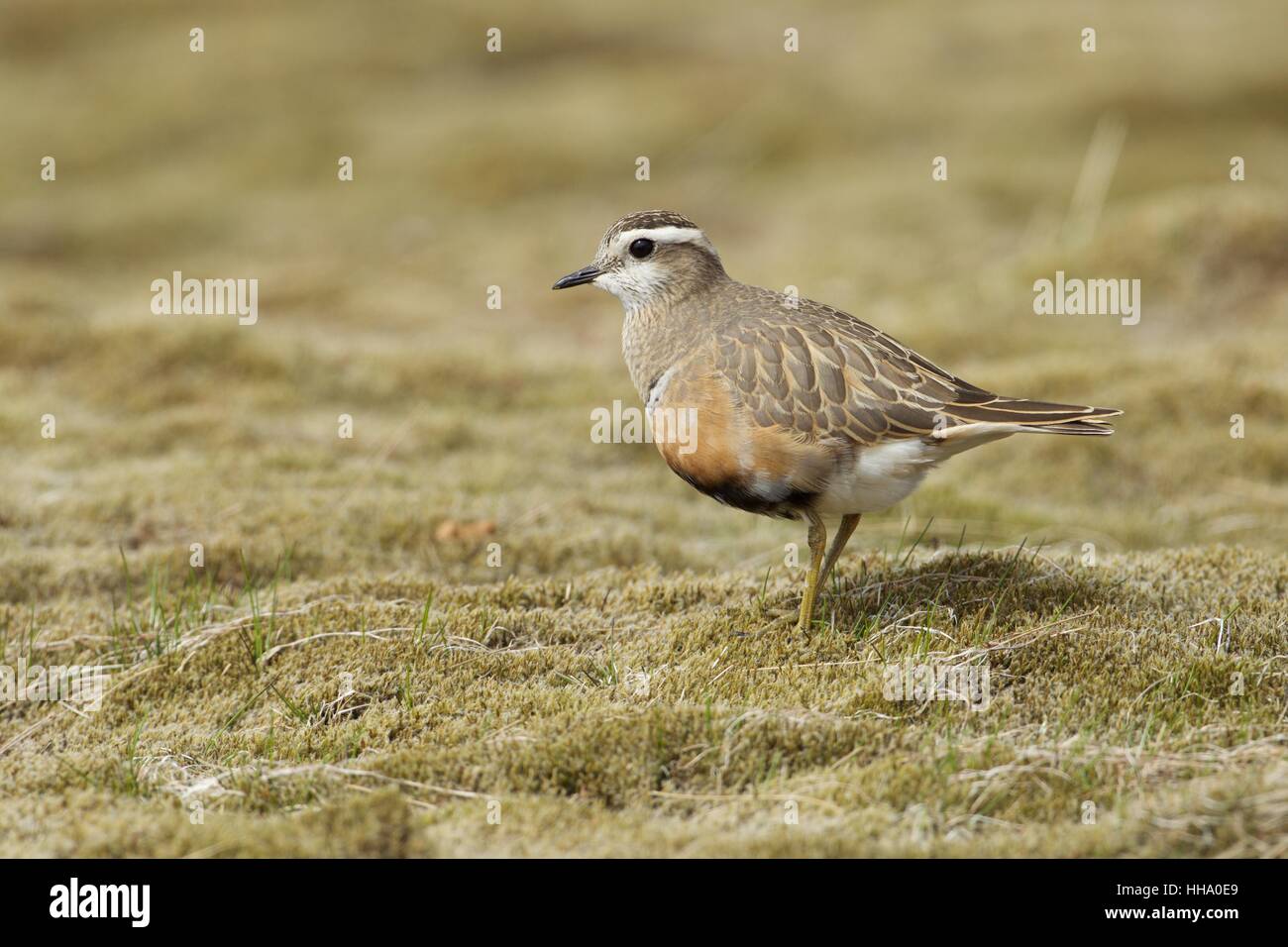 Male Dotterel on mountain turf Stock Photo - Alamy