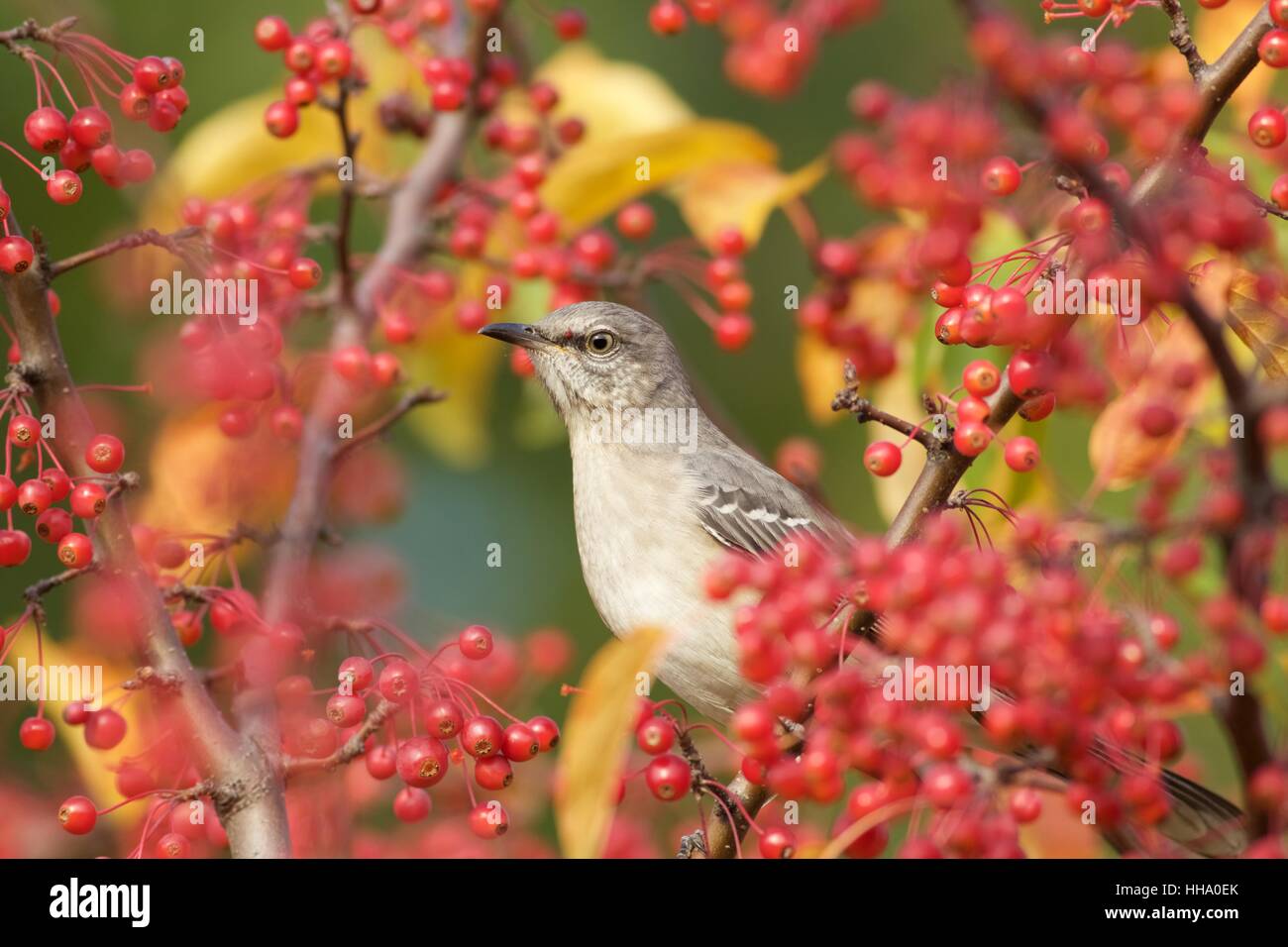 Northern mockingbird in berry tree Stock Photo - Alamy