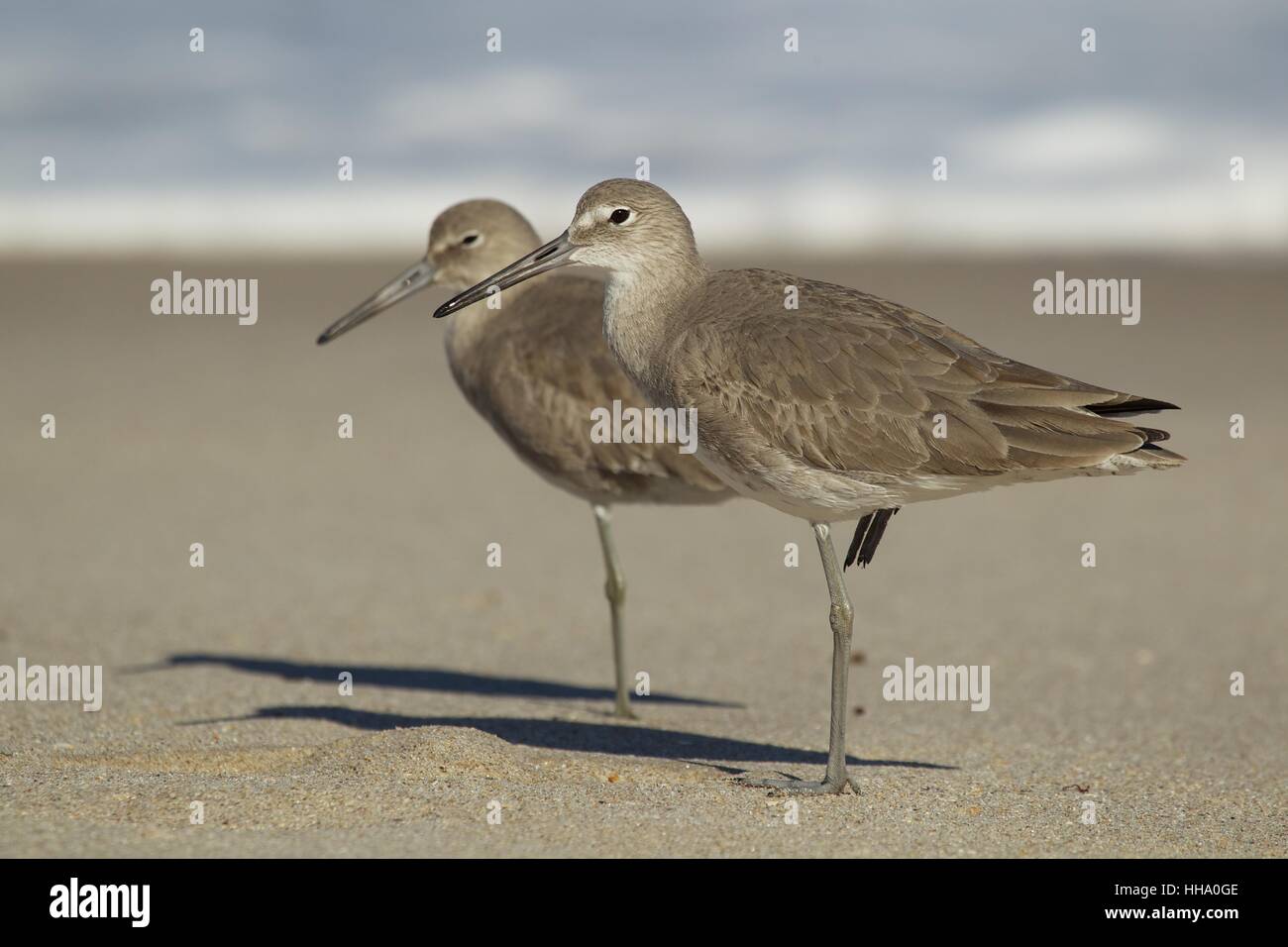 A pair of willets on a beach Stock Photo - Alamy