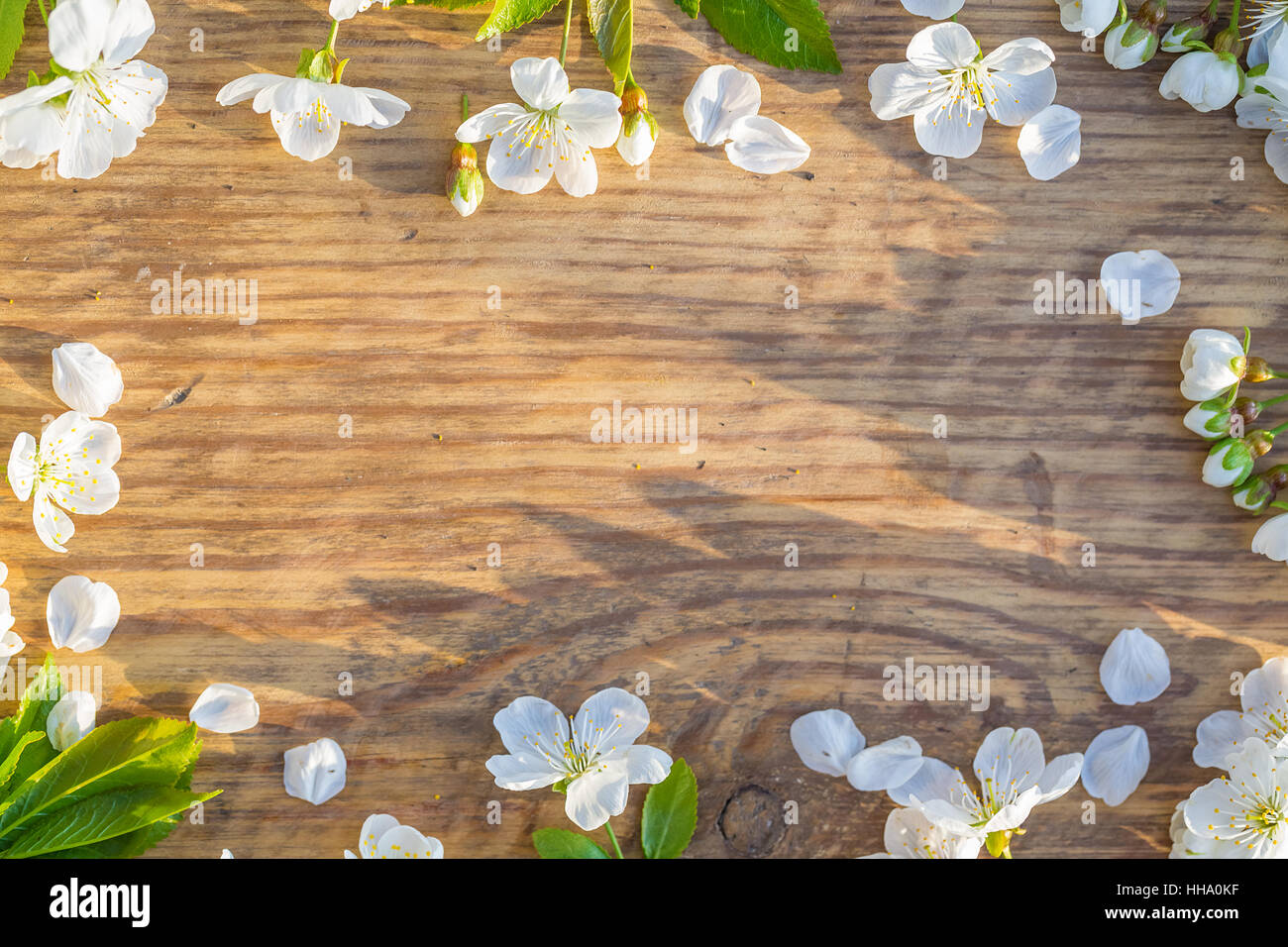 Spring frame with cherry flowers on old wooden background with free ...