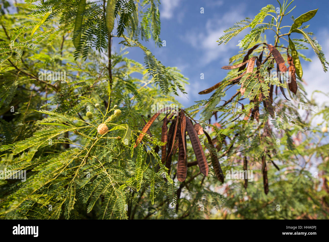 Tamarindo tree hi-res stock photography and images - Alamy