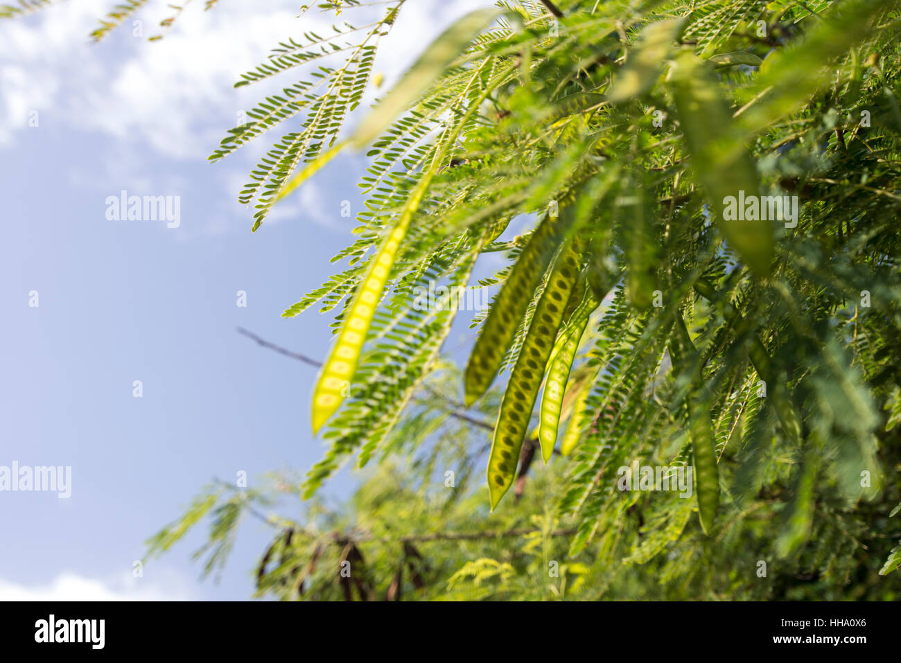 Tamarind tree hi-res stock photography and images - Alamy