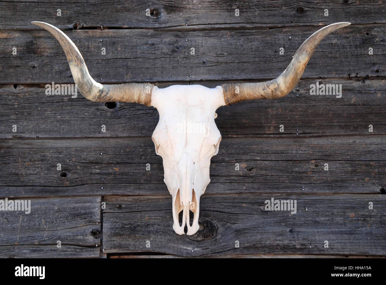 Texas Longhorn Skull With Horns High Resolution Stock Photography and ...