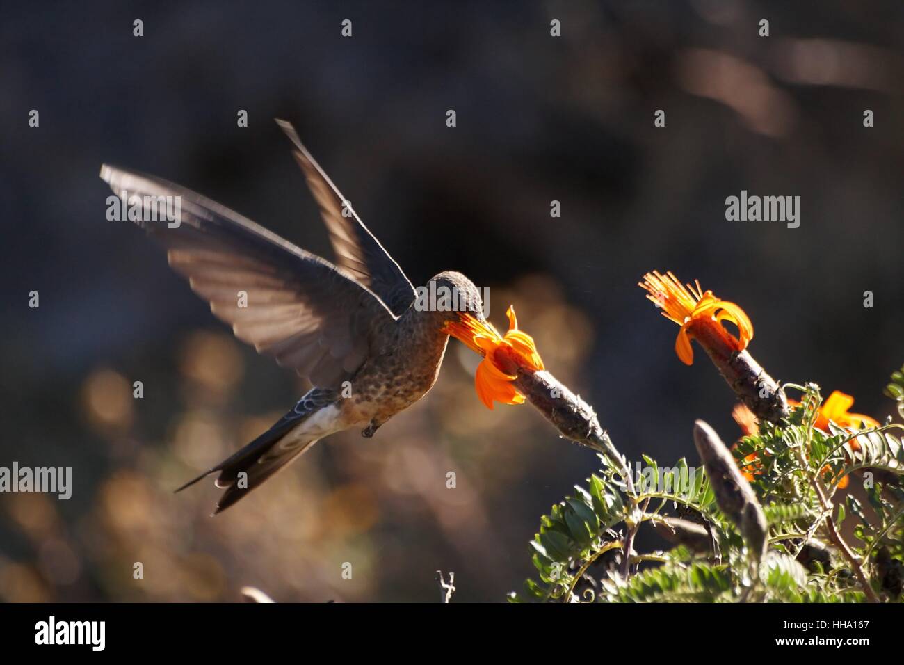 bird, flower, plant, hummingbird, tropical, fly, flies, flys, flying ...