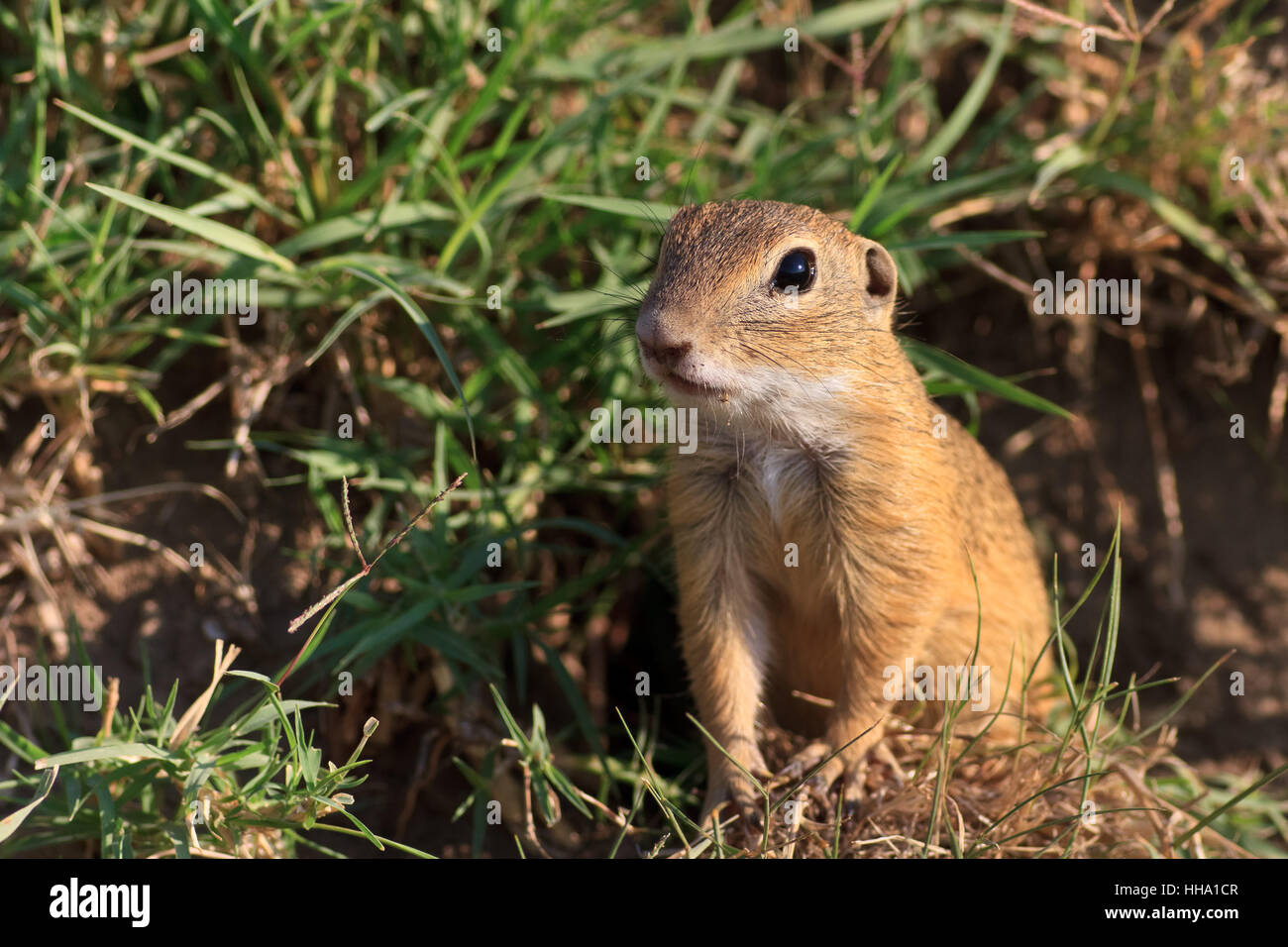animal, creature, attention, gopher, prairie, outdoors, nature, animal ...