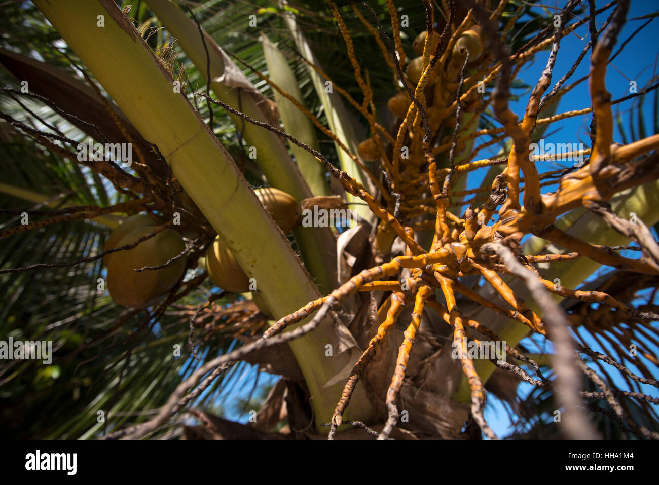 Coco tropical hi-res stock photography and images - Alamy