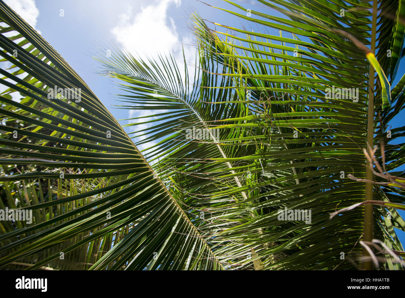 Coco palm hi-res stock photography and images - Alamy