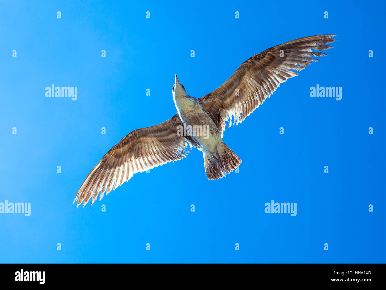 bird, freedom, liberty, firmament, sky, fly, flies, flys, flying ...