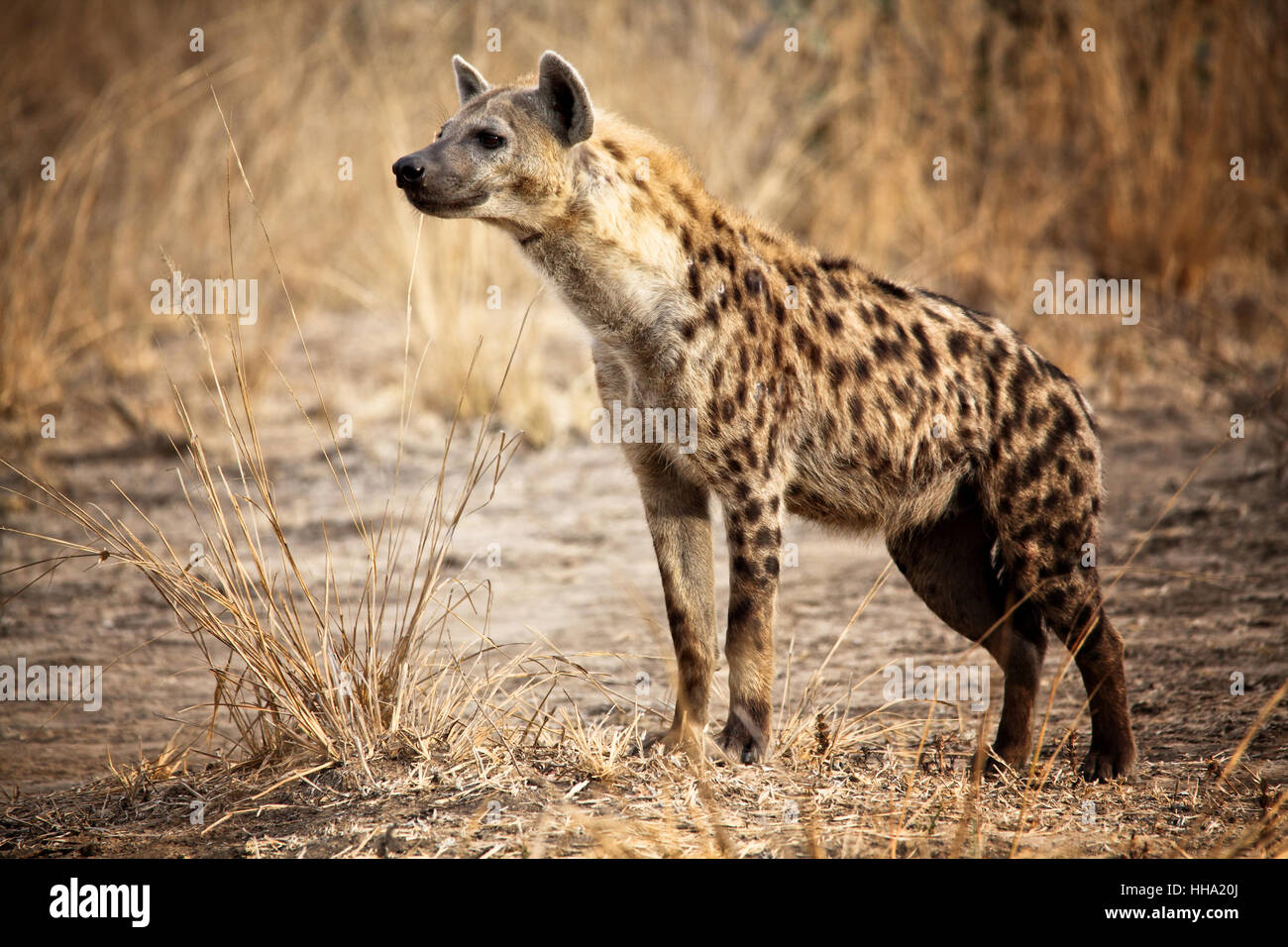 animal, wild, predator, hyaena, hyena, zambia, park, animal, mammal ...