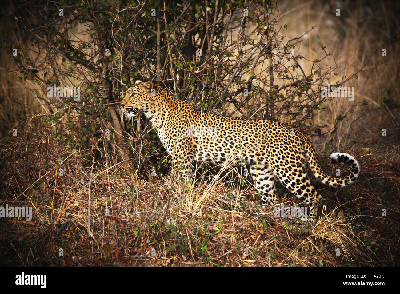 wild, africa, adult, predator, cat, big cat, feline predator, leopard ...