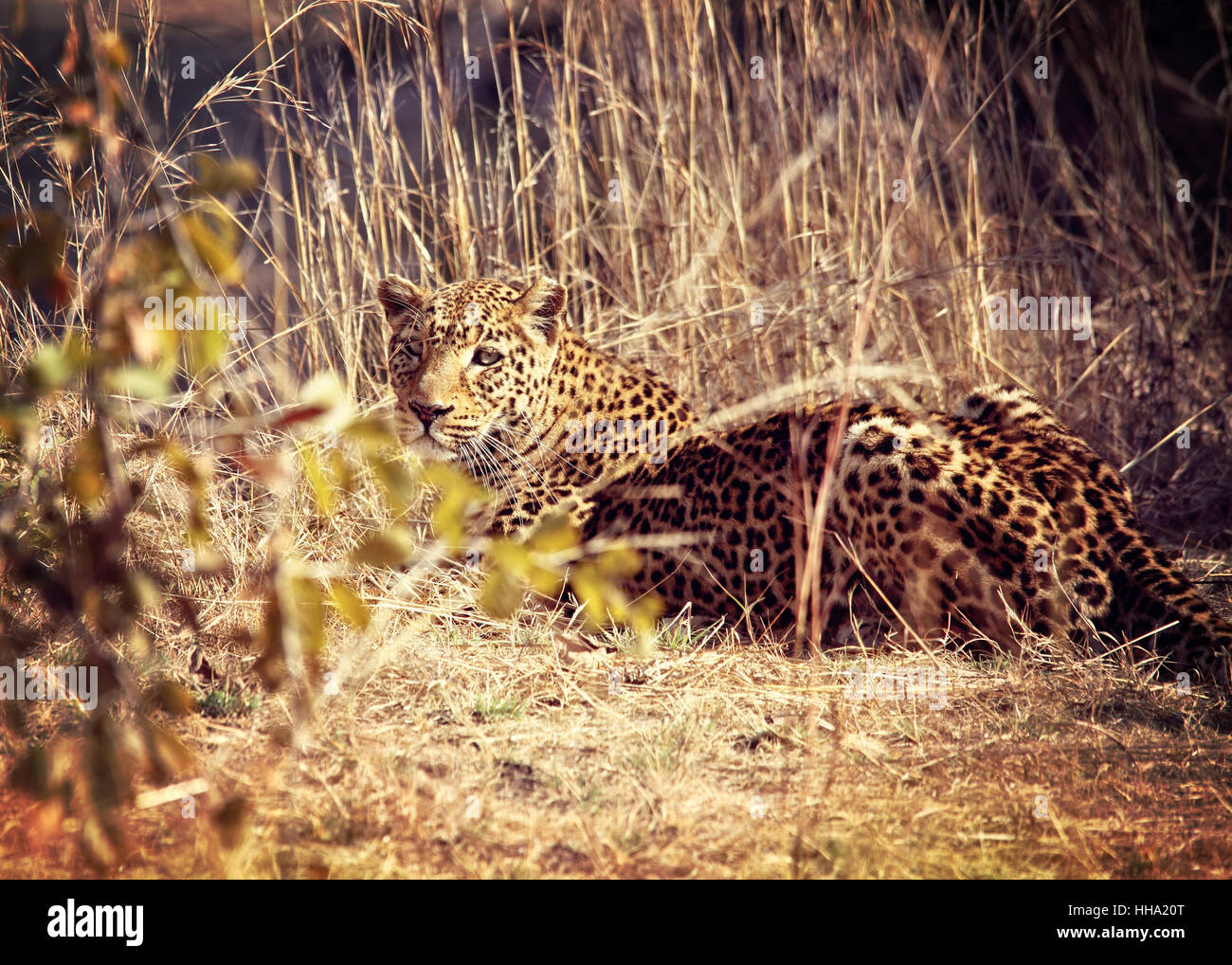 wild, africa, adult, predator, cat, big cat, feline predator, leopard ...