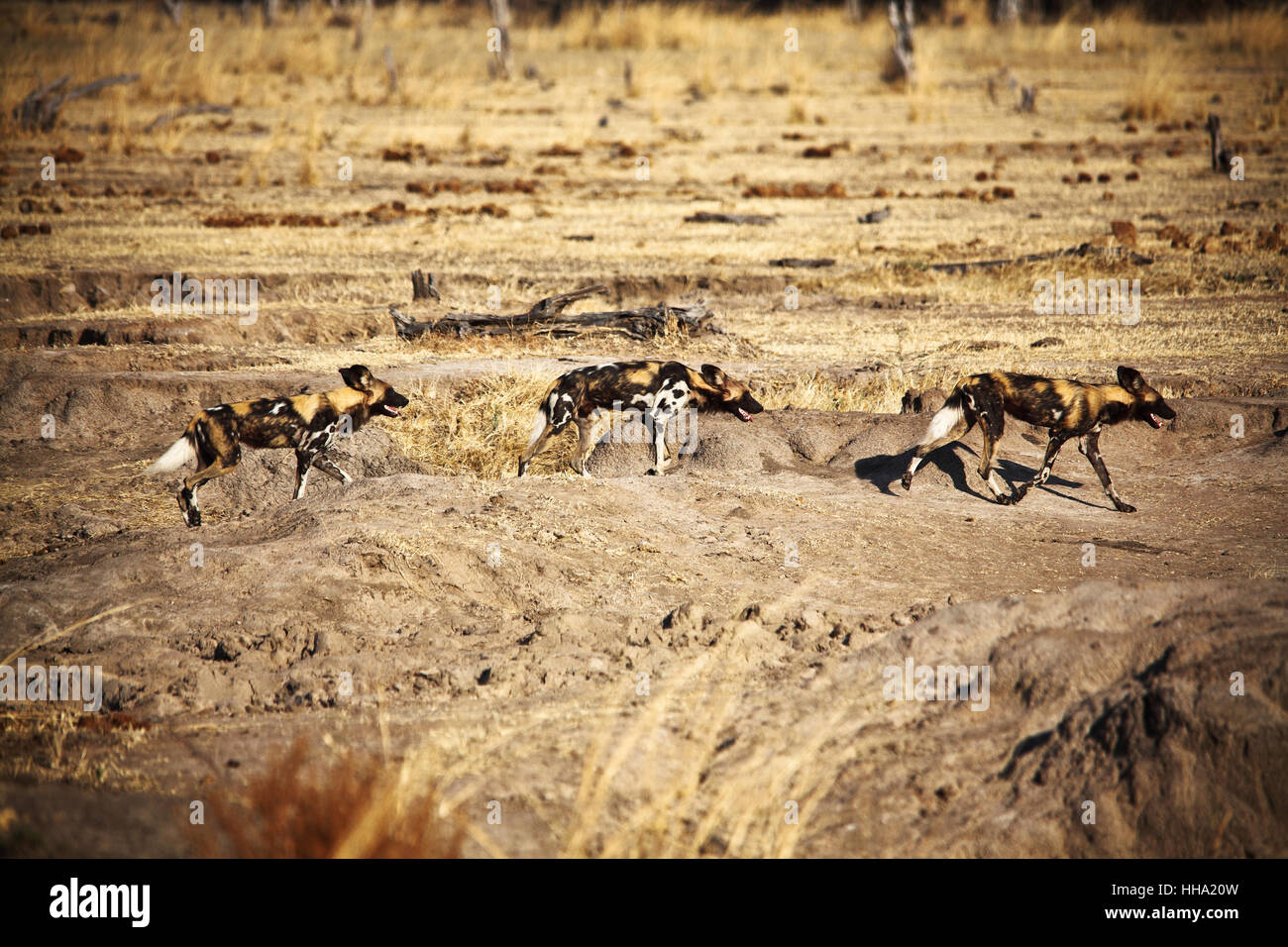 africa, hunter, predator, zambia, animal, mammal, brown, brownish ...