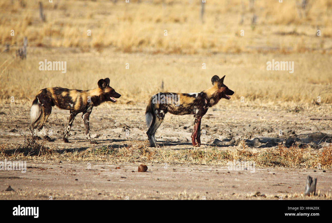 africa, hunter, predator, zambia, animal, mammal, brown, brownish ...