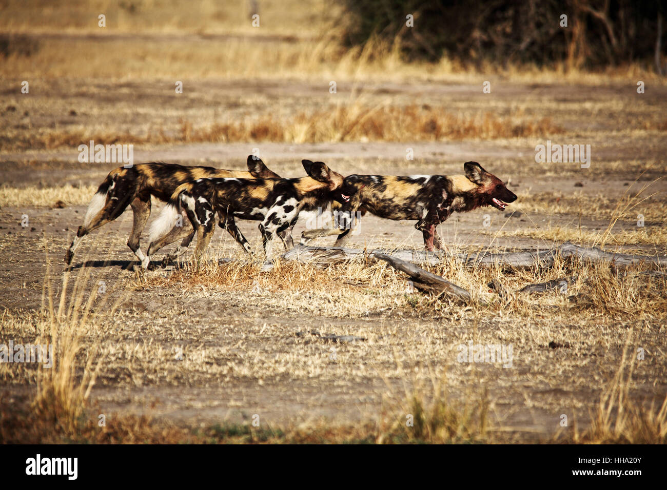 African wilddogs hi-res stock photography and images - Alamy