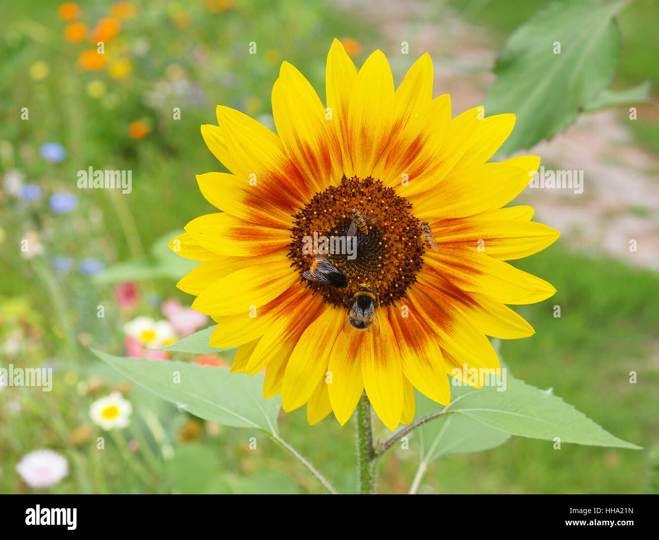 flower, plant, sunflower, nectar, vegetation, nature, insect, bee ...