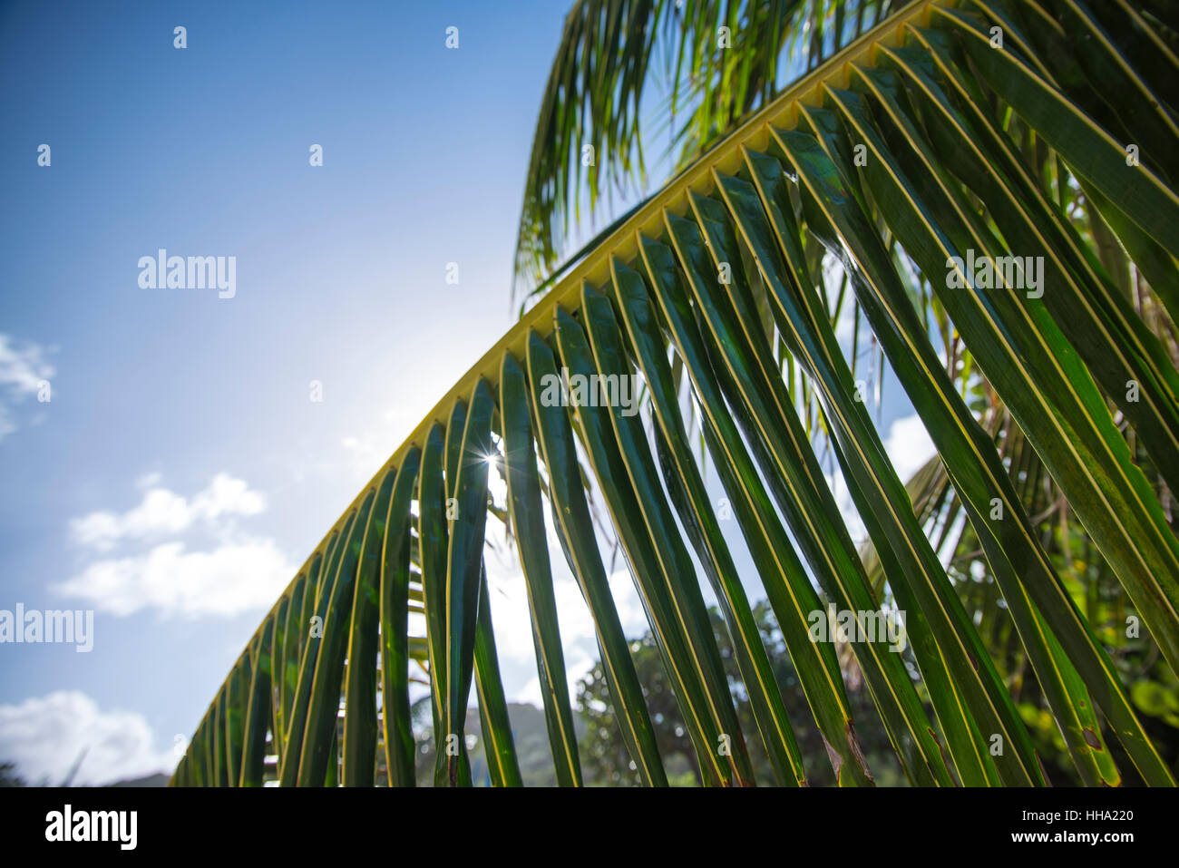 Coco palm hi-res stock photography and images - Alamy