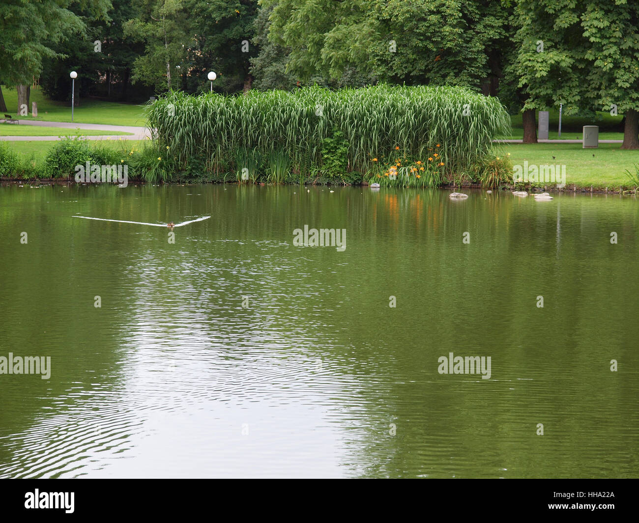 park, germany, german federal republic, stuttgart, fresh water, pond ...