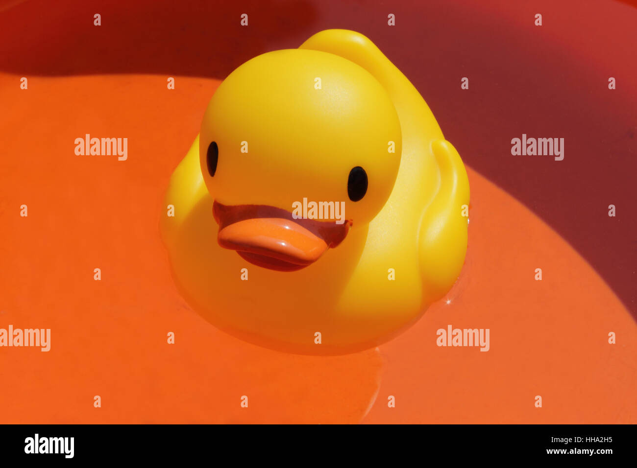 Yellowduck hi-res stock photography and images - Alamy
