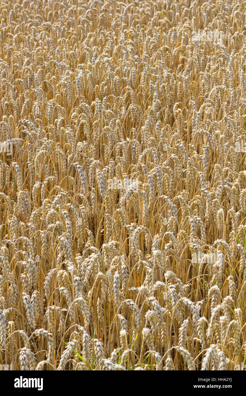 background - the golden cornfield - vertical Stock Photo - Alamy